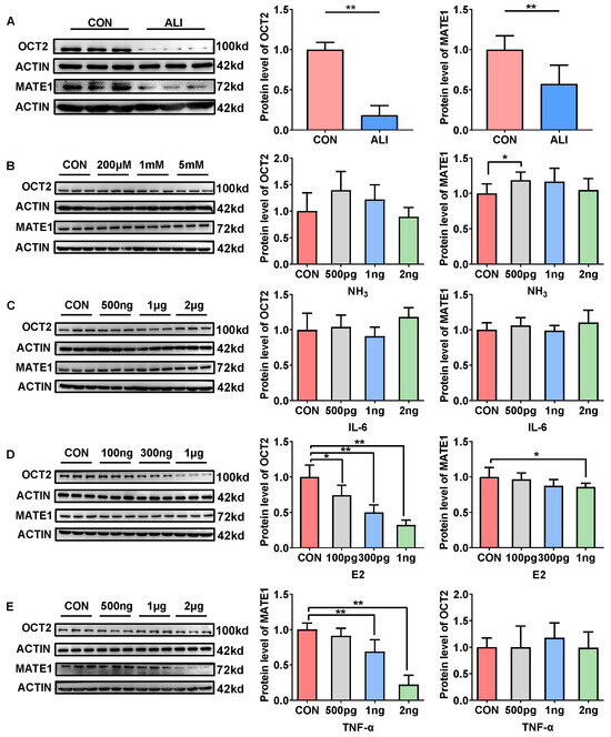 Biomedicines | Free Full-Text | Thioacetamide-Induced Acute Liver ...