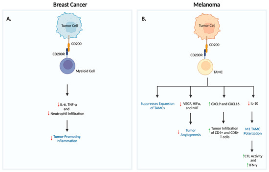CD200/CD200R: Bidirectional Role in Cancer Progression and Immunotherapy