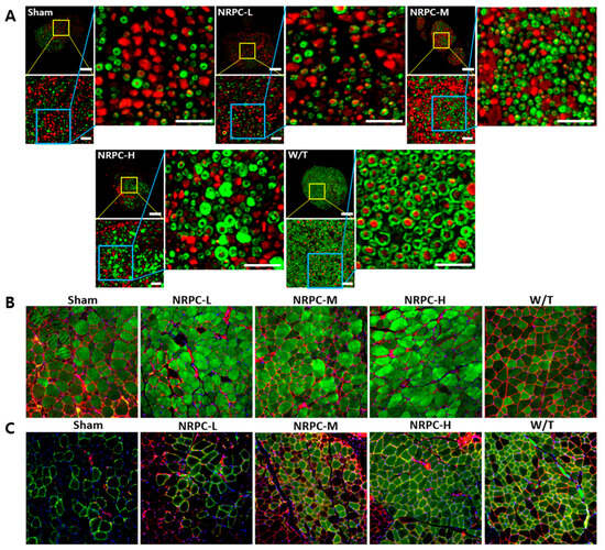 Preclinical Efficacy of Peripheral Nerve Regeneration by Schwann Cell ...