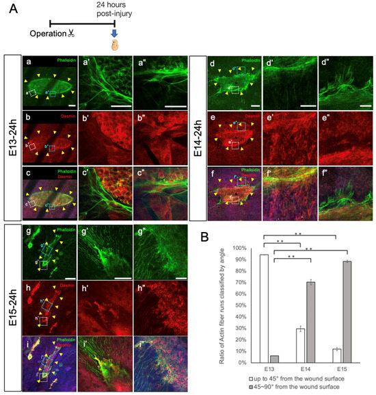 Regeneration of Panniculus Carnosus Muscle in Fetal Mice Is ...