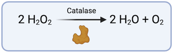 Oxidative Stress and the Pathogenesis of Aortic Aneurysms