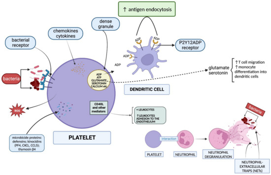 Platelet-Rich Plasma (PRP) in Dermatology: Cellular and Molecular ...