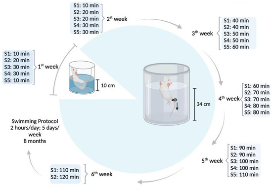 Biomedicines | Free Full-Text | Impact of Long-Term Swimming Exercise ...