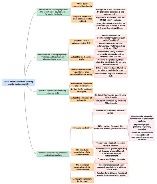 Rehabilitation Training after Spinal Cord Injury Affects Brain ...