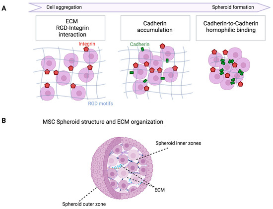Exploring the Three-Dimensional Frontier: Advancements in MSC Spheroids and Their Implications ...