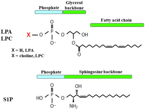 Involvement of Lysophospholipids in Pulmonary Vascular Functions and ...