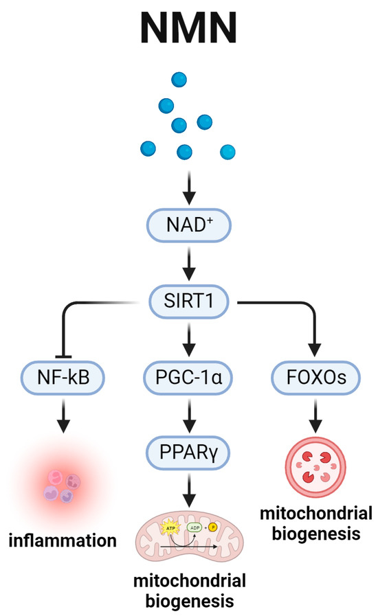 Anti-Aging Drugs and the Related Signal Pathways