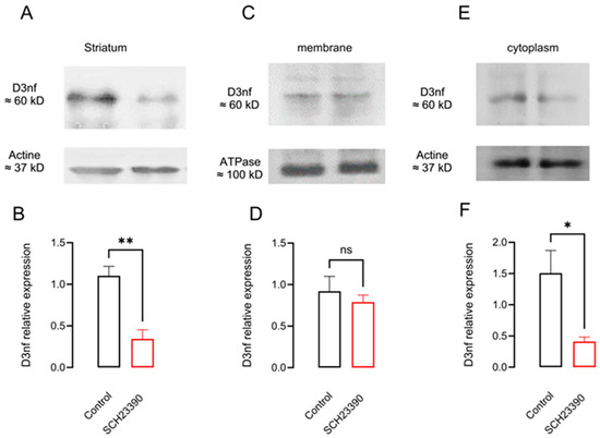 Biomedicines | Free Full-Text | Modulation of D3R Splicing, Signaling ...
