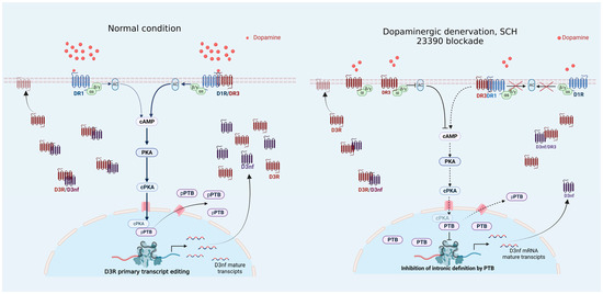 Biomedicines | Free Full-Text | Modulation of D3R Splicing, Signaling ...
