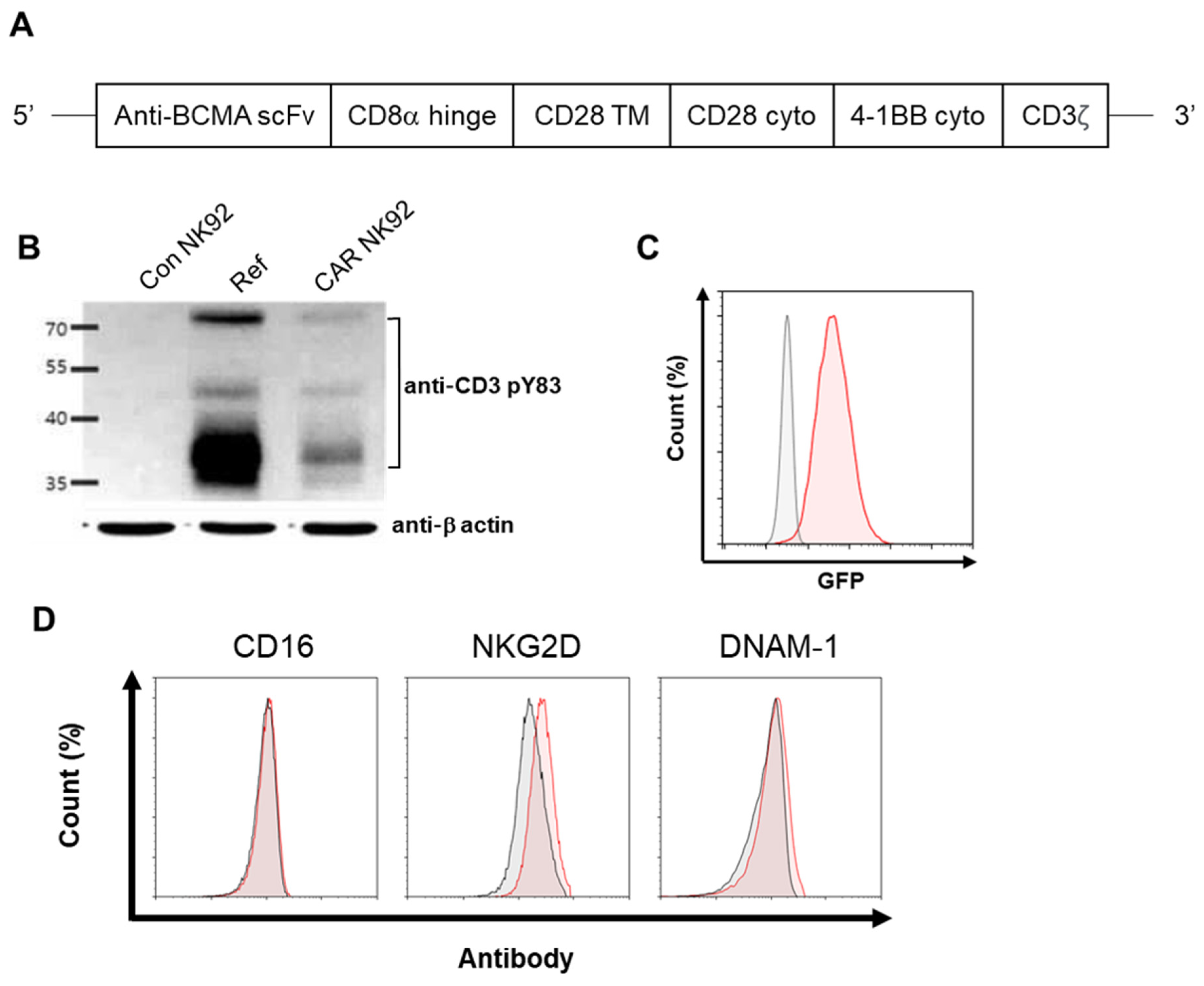 CAR NK92 Cells Targeting BCMA Can Effectively Kill Multiple Myeloma ...