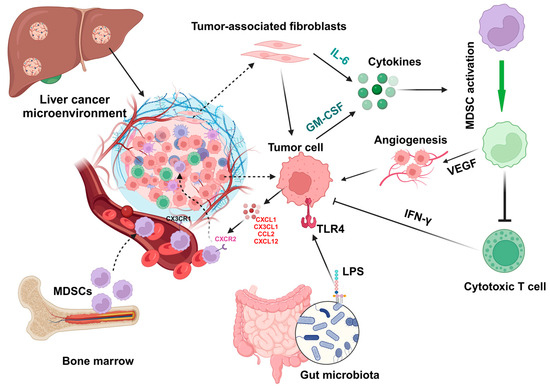 The Roles of Myeloid-Derived Suppressor Cells in Liver Disease