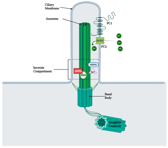 The Han:SPRD Rat: A Preclinical Model of Polycystic Kidney Disease