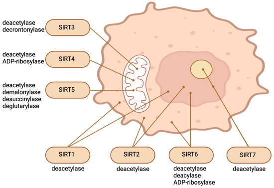 Sirtuins Affect Cancer Stem Cells via Epigenetic Regulation of Autophagy