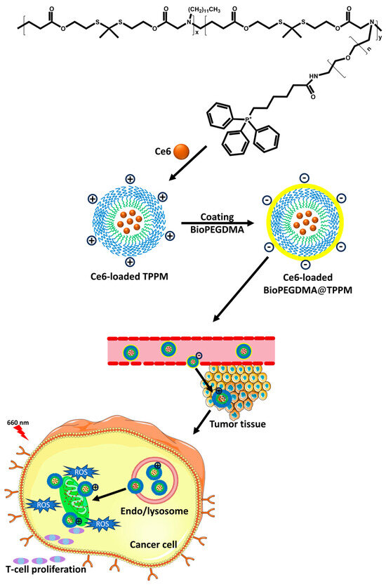 Tumor Microenvironment-Responsive Drug Delivery Based on Polymeric ...