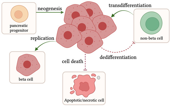 Animal Models for Understanding the Mechanisms of Beta Cell Death ...