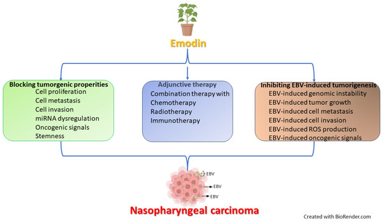 The Application of Emodin Treatment on Nasopharyngeal Carcinoma Therapy