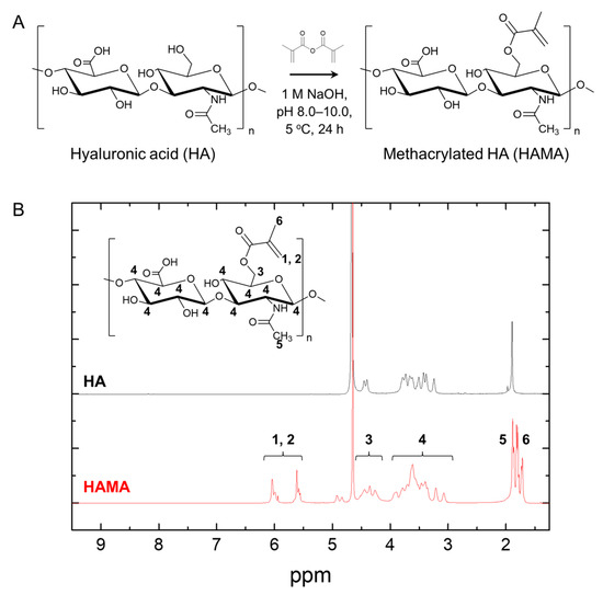 Antiadhesive Hyaluronic Acid-Based Wound Dressings Promote Wound ...
