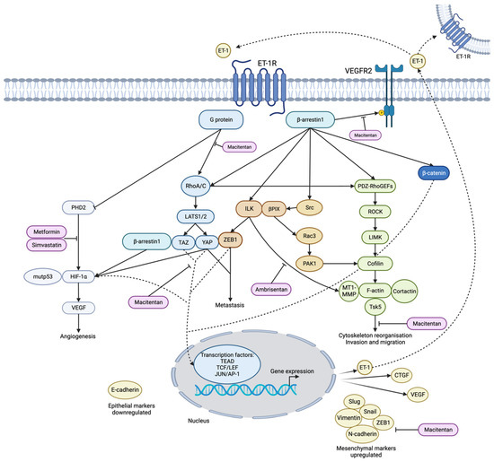 Endothelin-1 and Its Role in Cancer and Potential Therapeutic Opportunities