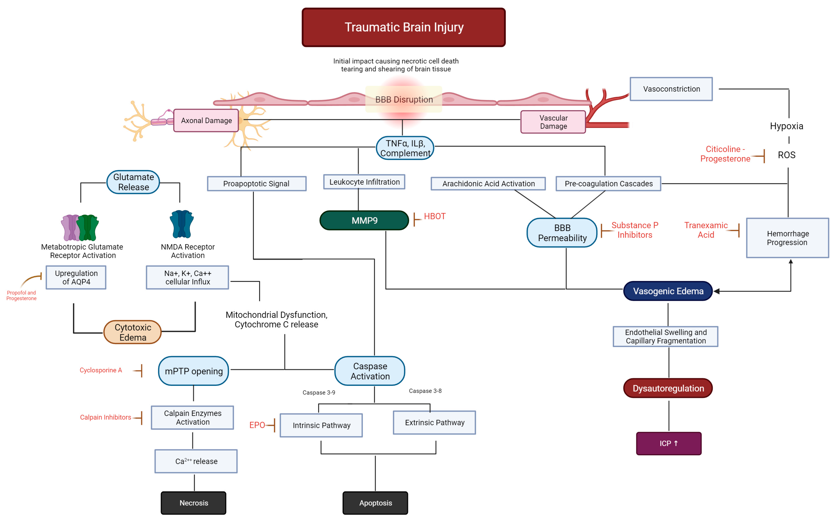 Pathophysiology-Based Traumatic Brain Injury | Encyclopedia MDPI