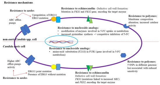 Pathogenesis, Prophylaxis, and Treatment of Candida auris