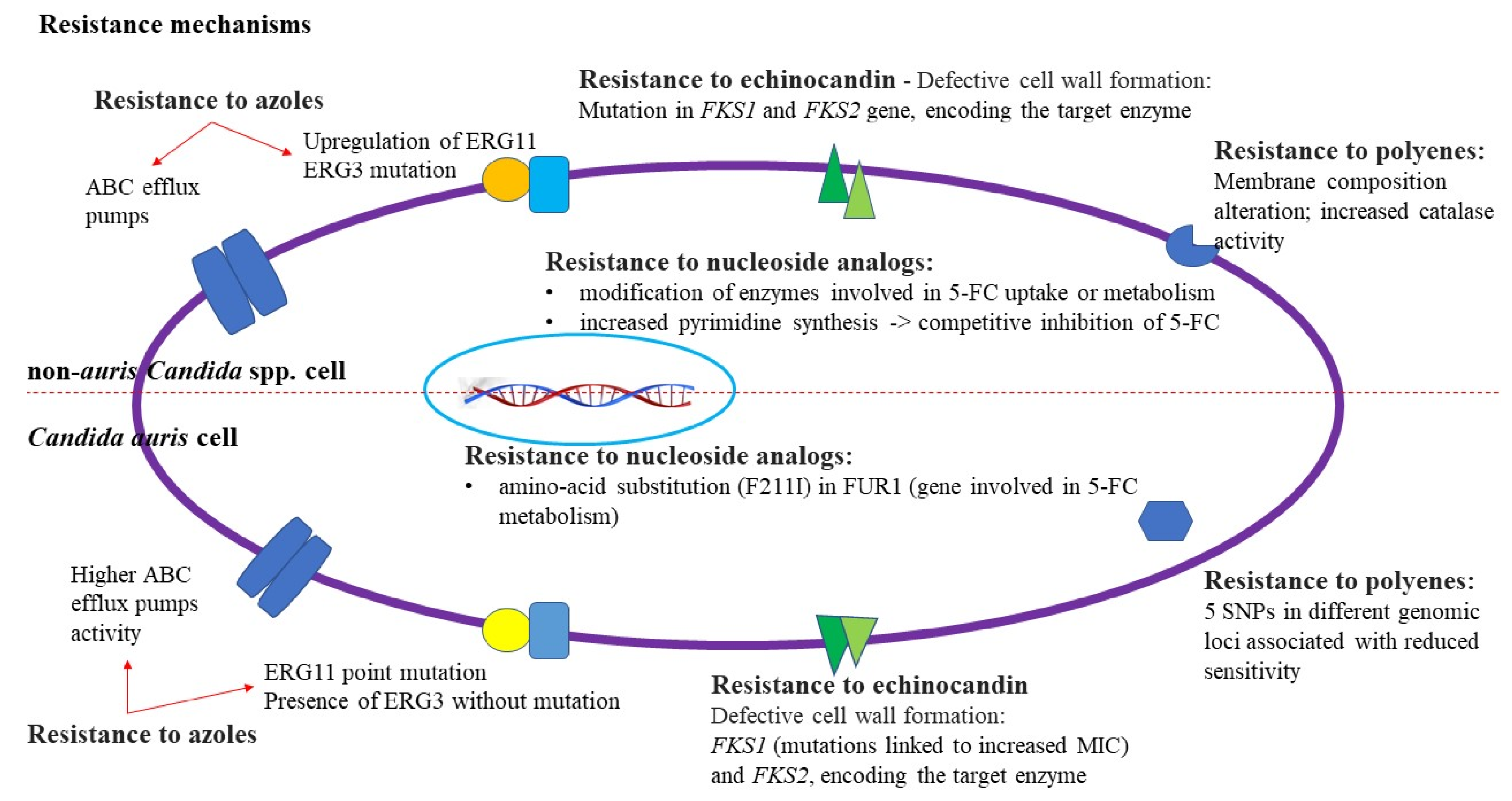 Biomedicines | Free Full-Text | Pathogenesis, Prophylaxis, and Treatment of Candida auris