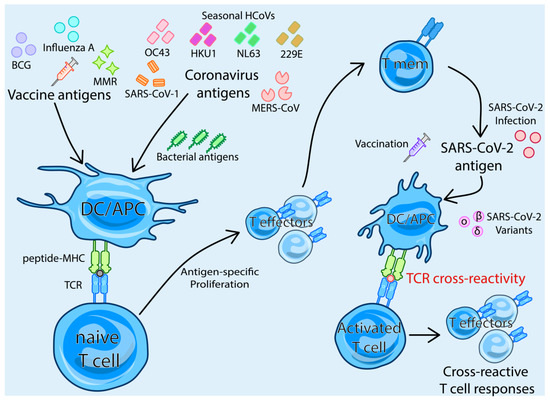 The Influence of Cross-Reactive T Cells in COVID-19