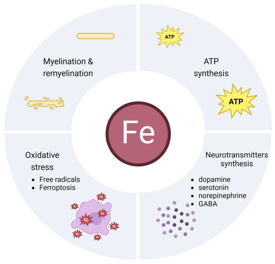 The Iron Metabolism with a Specific Focus on the Functioning of the ...