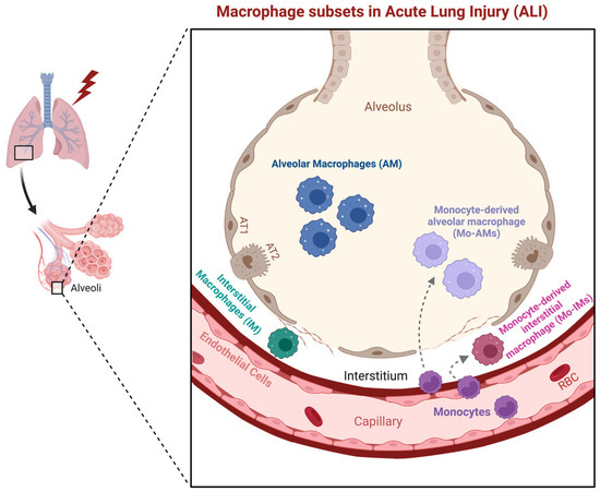 Biomedicines | Free Full-Text | Roles of Macrophages and Endothelial Cells and Their Crosstalk ...