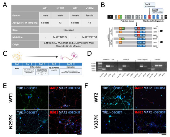 Biomedicines | Free Full-Text | MAPT Mutations V337M and N297K Alter ...