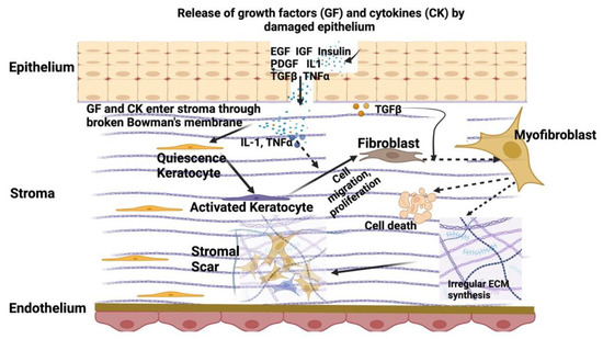 Regenerative Therapy for Corneal Scarring Disorders
