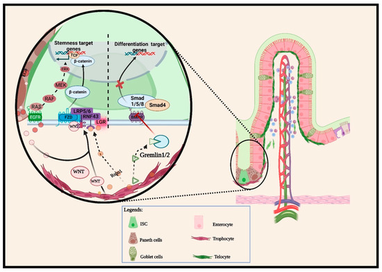 Subepithelial Stromal Cells: Their Roles and Interactions with ...