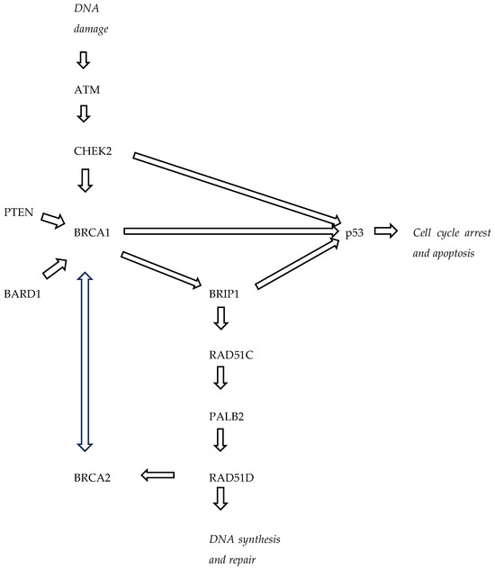 Biomedicines | Free Full-Text | Role of Breast Cancer Risk Estimation ...