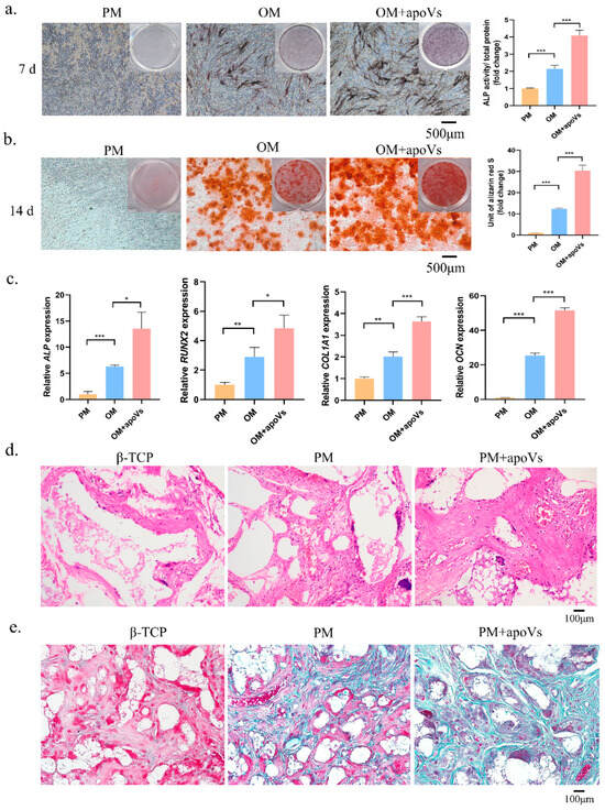 Apoptotic Vesicles Derived from Dental Pulp Stem Cells Promote Bone ...