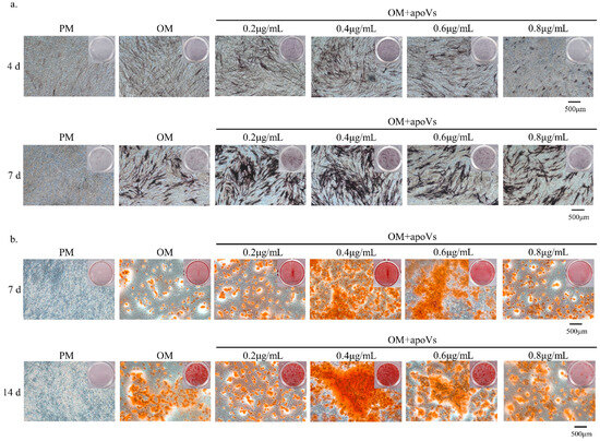 Apoptotic Vesicles Derived from Dental Pulp Stem Cells Promote Bone ...