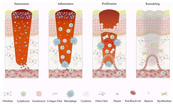 The Role and Prospects of Mesenchymal Stem Cells in Skin Repair and ...