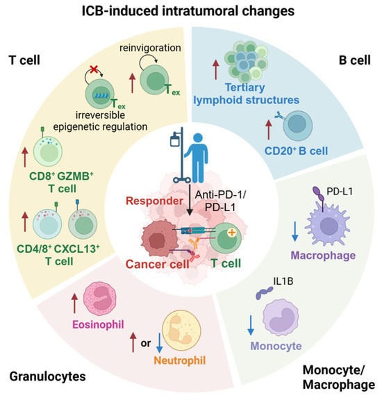Biomedicines | Free Full-Text | Immunological Mechanisms behind Anti-PD-1/PD-L1 Immune ...