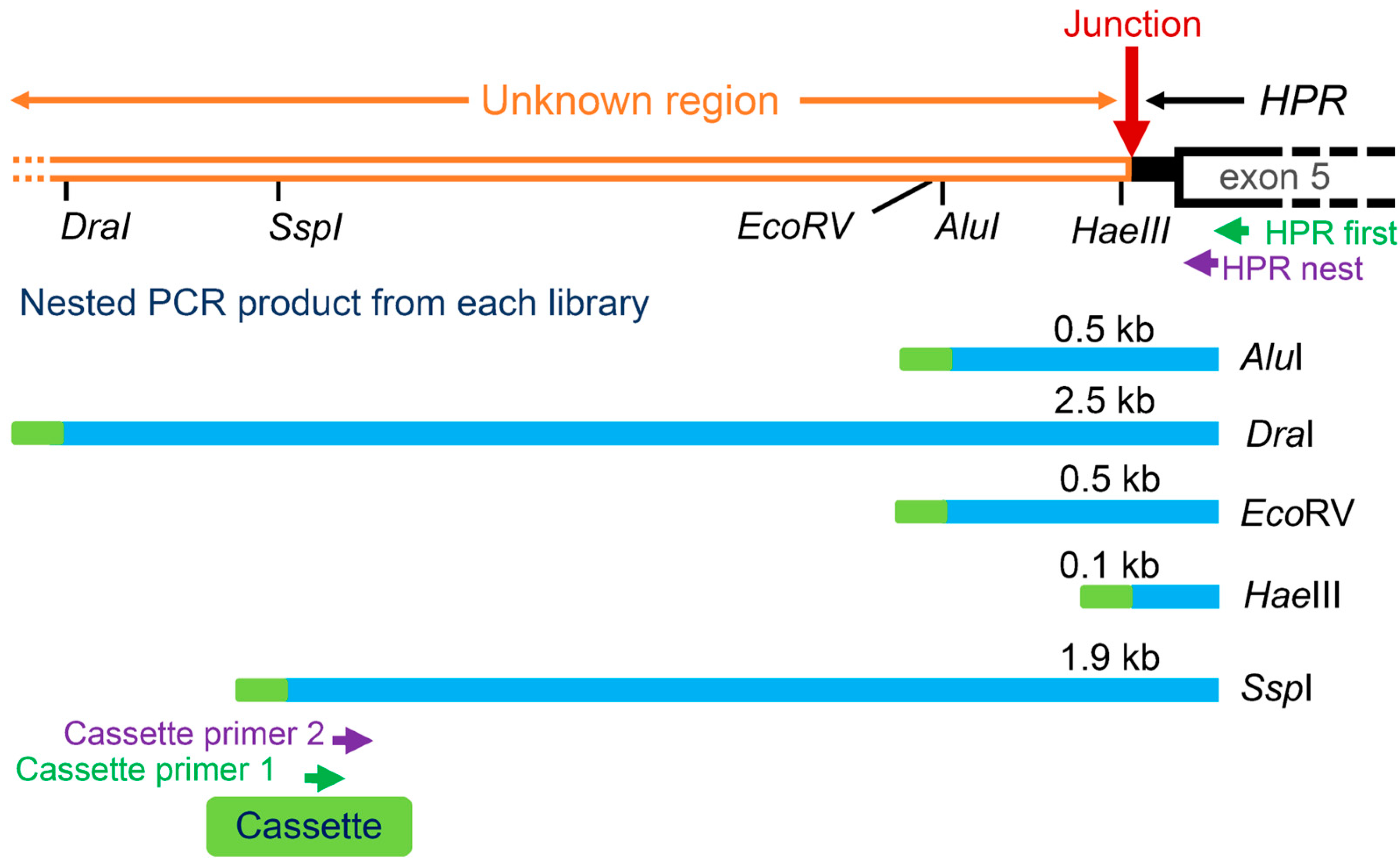 Identification and Diagnosis of Complete Haptoglobin Gene Deletion, One ...