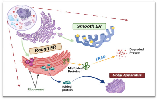 Endoplasmic Reticulum The Lipid And Protein Processing Machinery Of