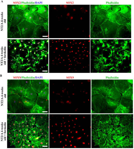 The Role of SOX2 and SOX9 Transcription Factors in the Reactivation ...