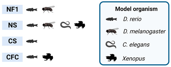 Non-Mammalian Models for Understanding Neurological Defects in RASopathies