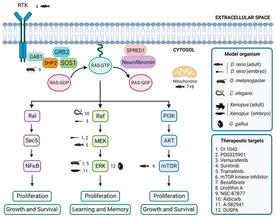 Non-Mammalian Models for Understanding Neurological Defects in RASopathies