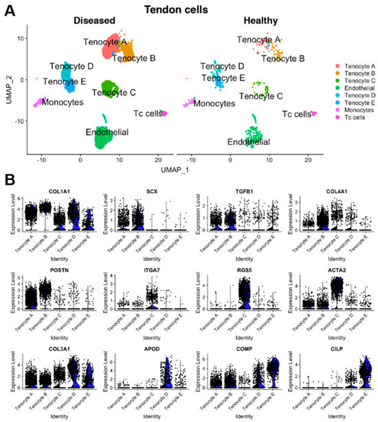 Understanding Tendon Fibroblast Biology and Heterogeneity