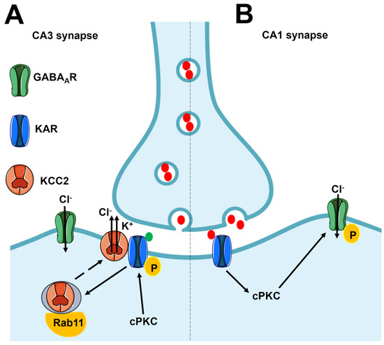 Two Signaling Modes Are Better than One: Flux-Independent Signaling by ...