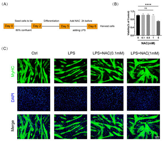 N-Acetylcysteine Attenuates Sepsis-Induced Muscle Atrophy by ...