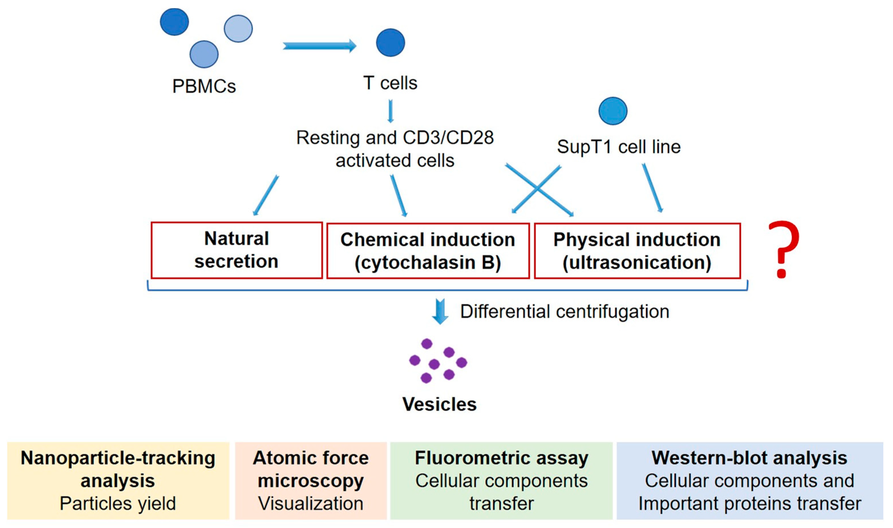 Biomedicines | Free Full-Text | Artificial Extracellular Vesicles ...