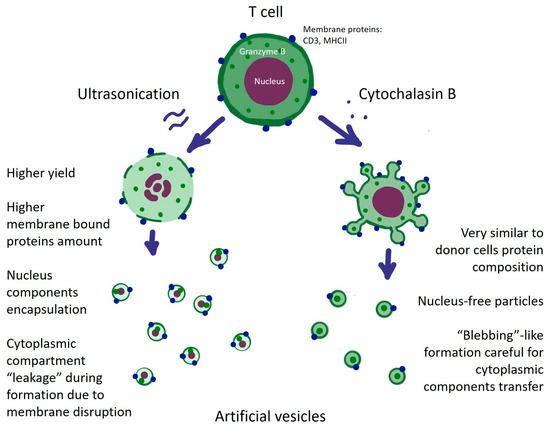 Biomedicines | Free Full-Text | Artificial Extracellular Vesicles ...