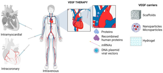 Vascular Endothelial Growth Factor (VEGF) and Its Role in the ...