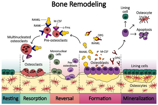 Biomedicines | Free Full-Text | Intersecting Paths: Unraveling the ...