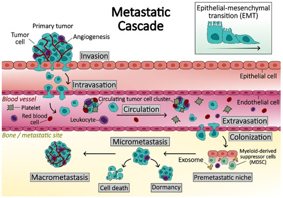 Biomedicines | Free Full-Text | Intersecting Paths: Unraveling the ...