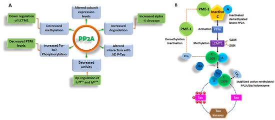 Molecular Role of Protein Phosphatases in Alzheimer’s and Other ...